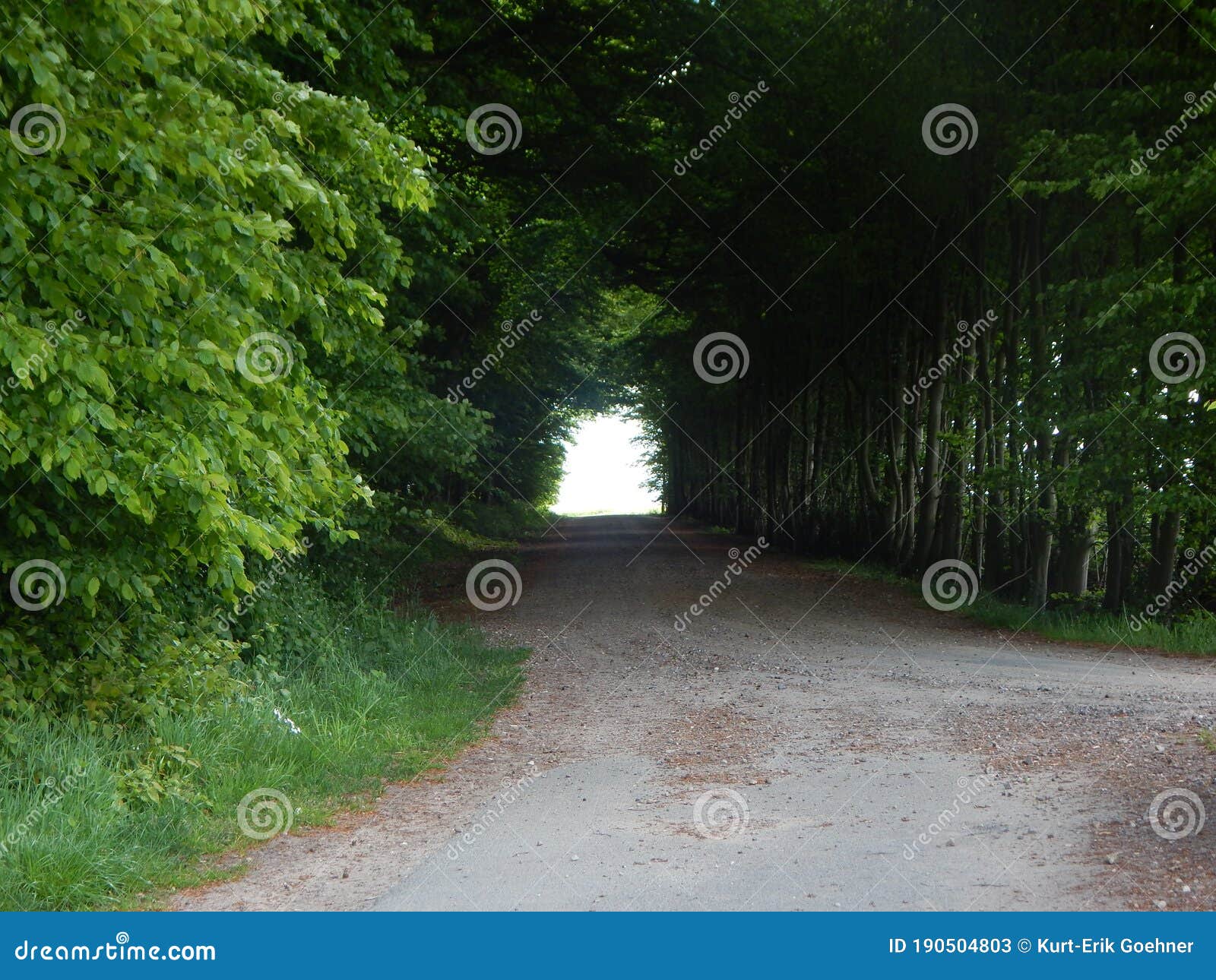 Walk through the Forest in Summer Stock Image - Image of trail ...