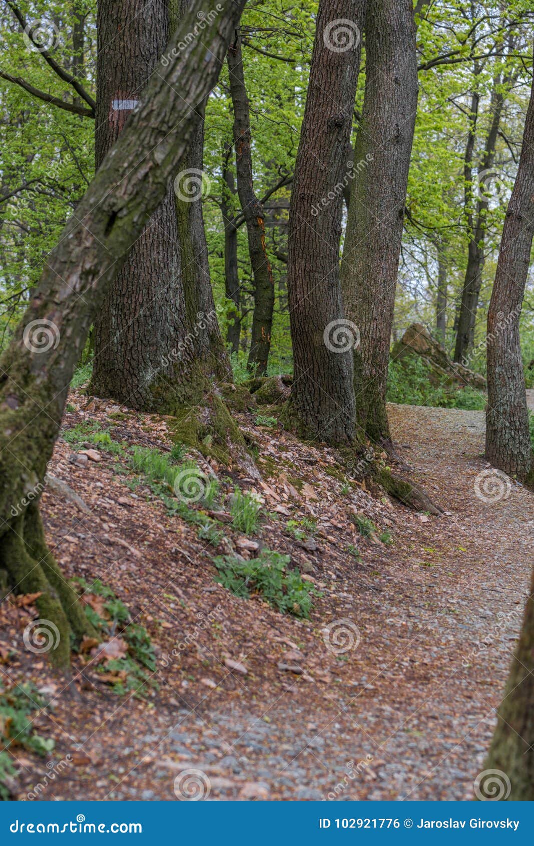 Walk through forest stock photo. Image of park, landscape - 102921776