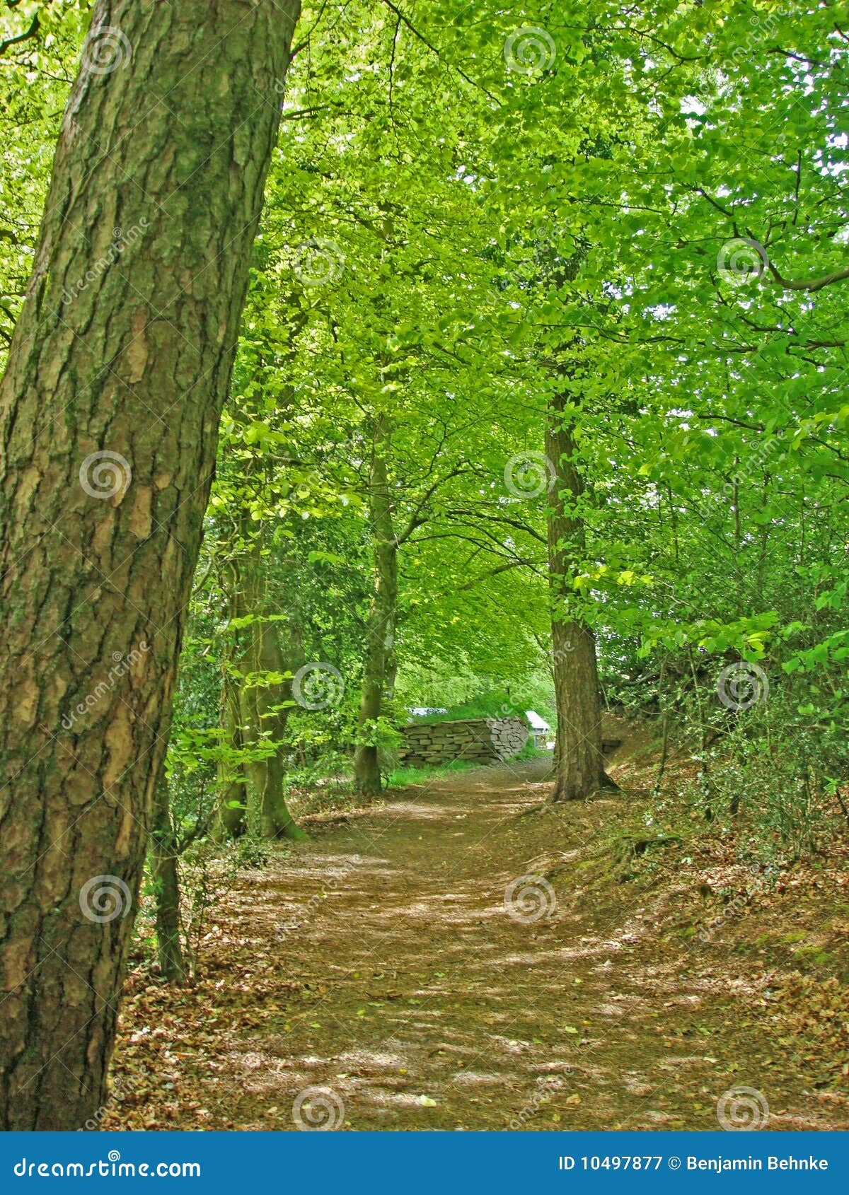 Walk in the Forrest stock image. Image of tall, quiet - 10497877