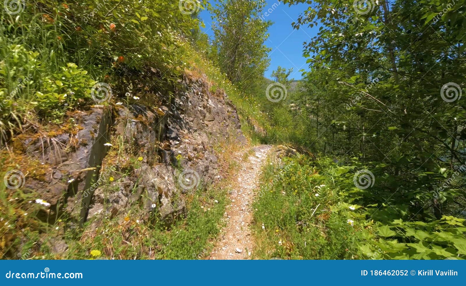 We walk in a good forest. stock photo. Image of beautiful - 186462052