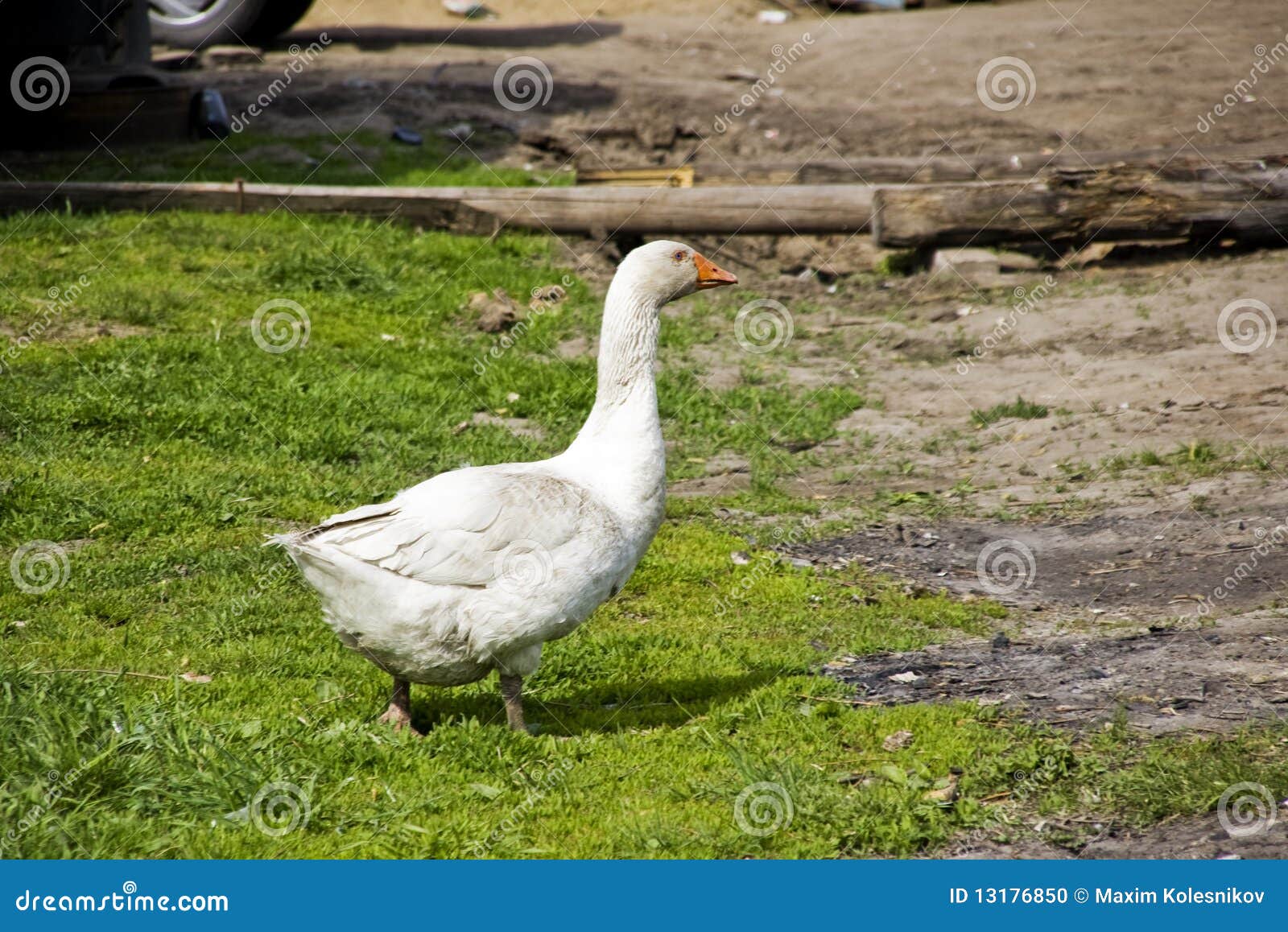 Walk of goose stock photo. Image of head, gooses, curiosity - 13176850