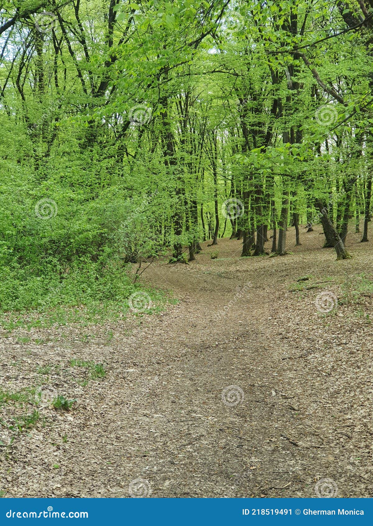 Walk at Hoia Baciu forest stock image. Image of vegetation - 218519491