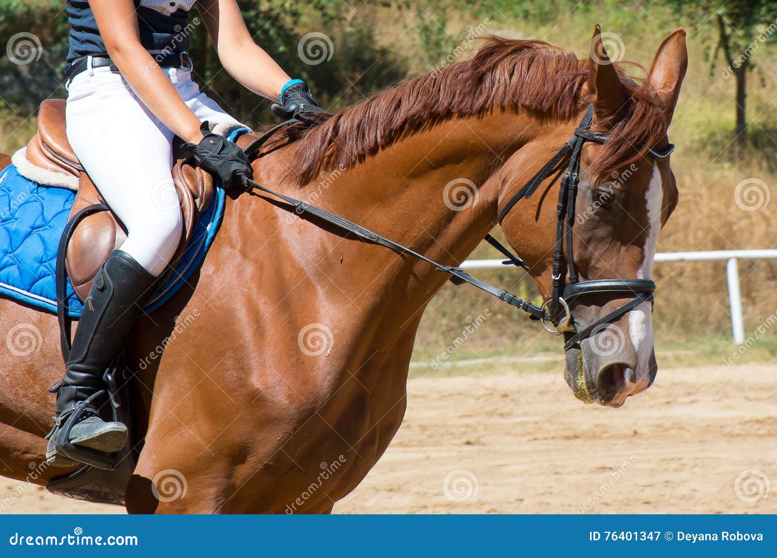 Walk with Horse. Horseback Riding. Stock Image - Image of livestock ...