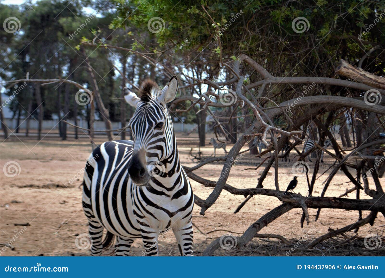 Walk on an Israeli Zebra Safari. Stock Photo - Image of blue, tree ...