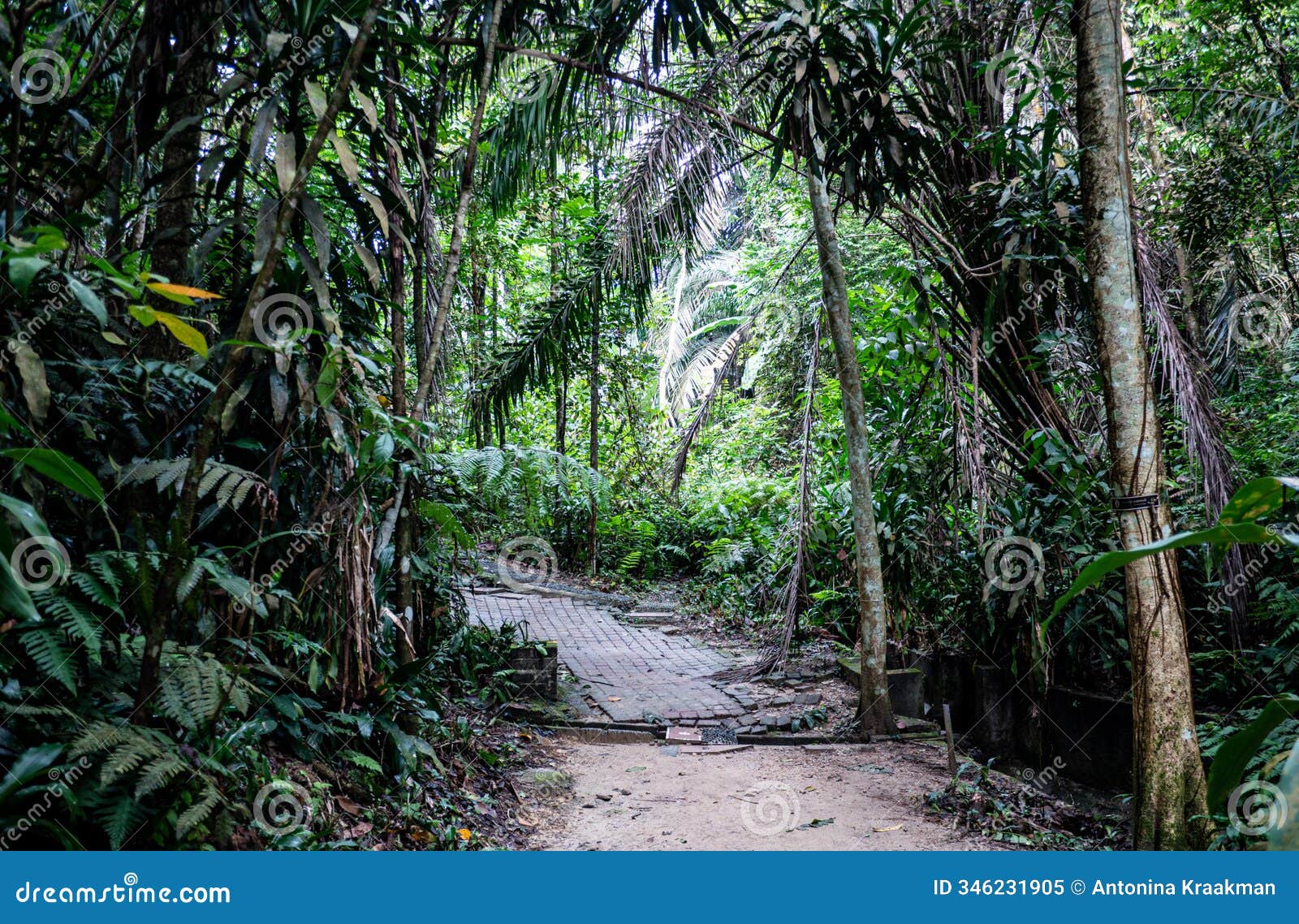 A Walk through the Jungle Path Lush Nature Stock Image - Image of dense ...
