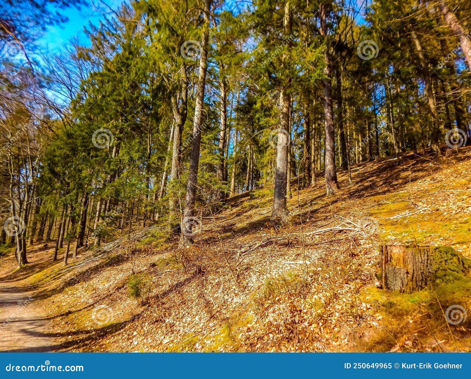 Walk by the lake stock image. Image of woodland, grove - 250649965