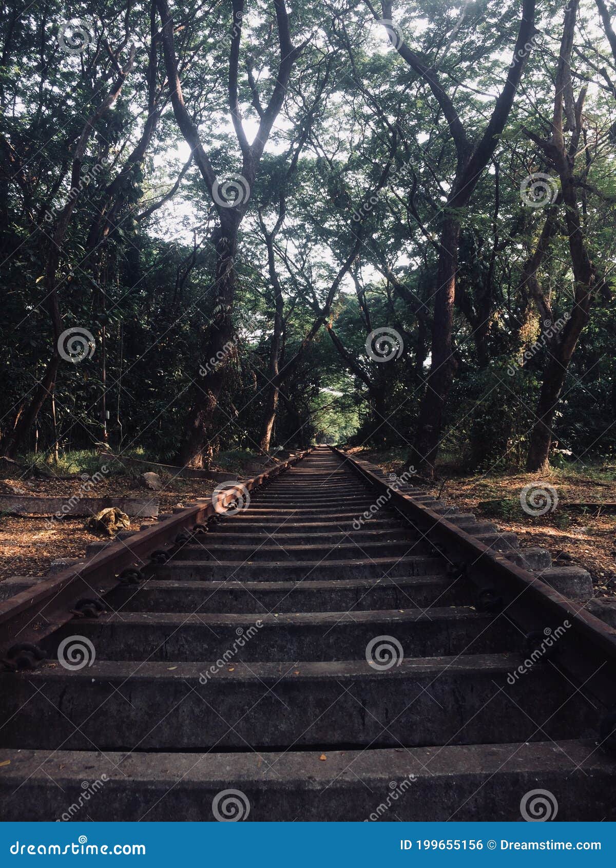 Walk in lost path stock photo. Image of leaf, jungle - 199655156