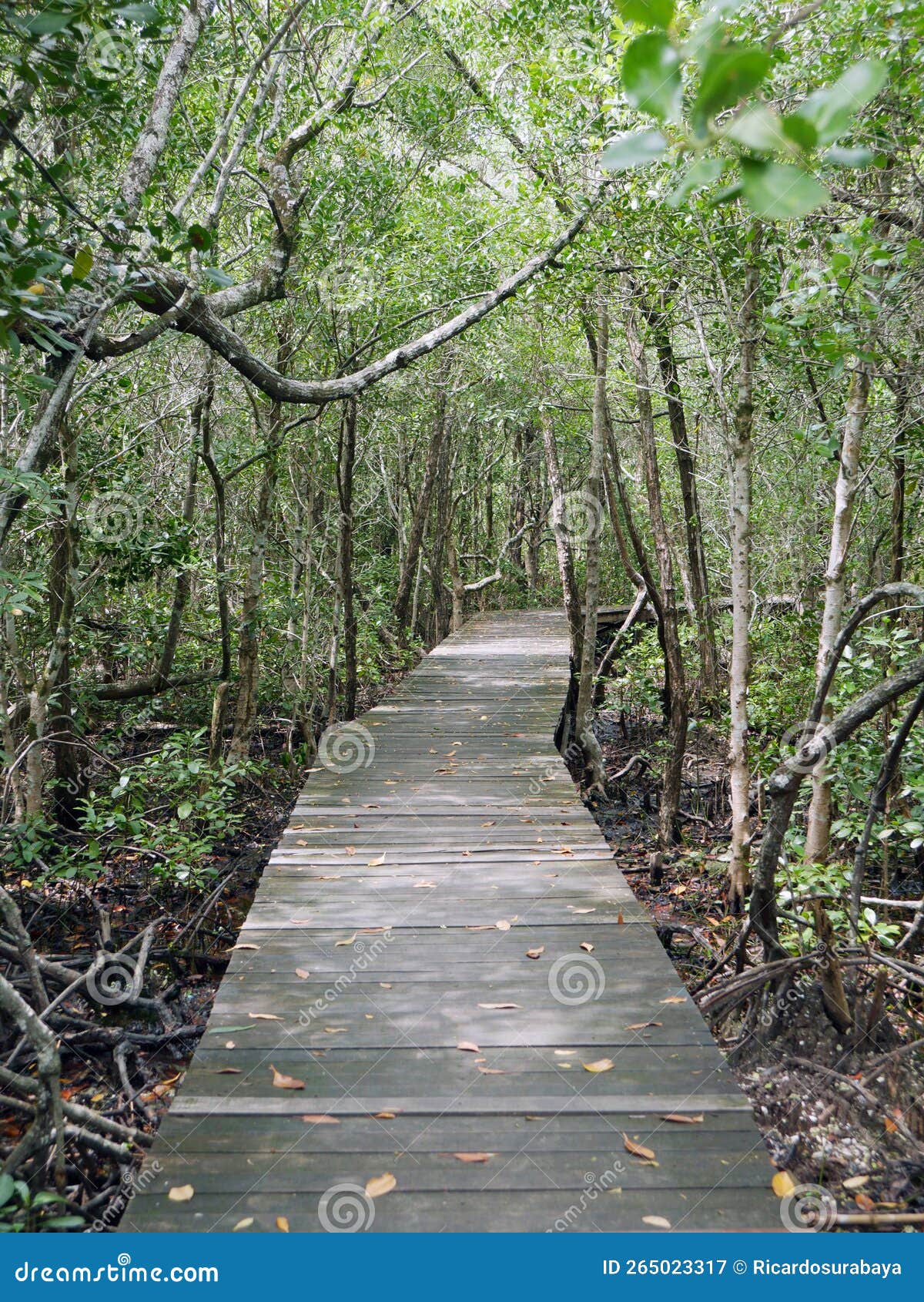Walk through the Mangrove with Wooden Path Stock Image - Image of ...