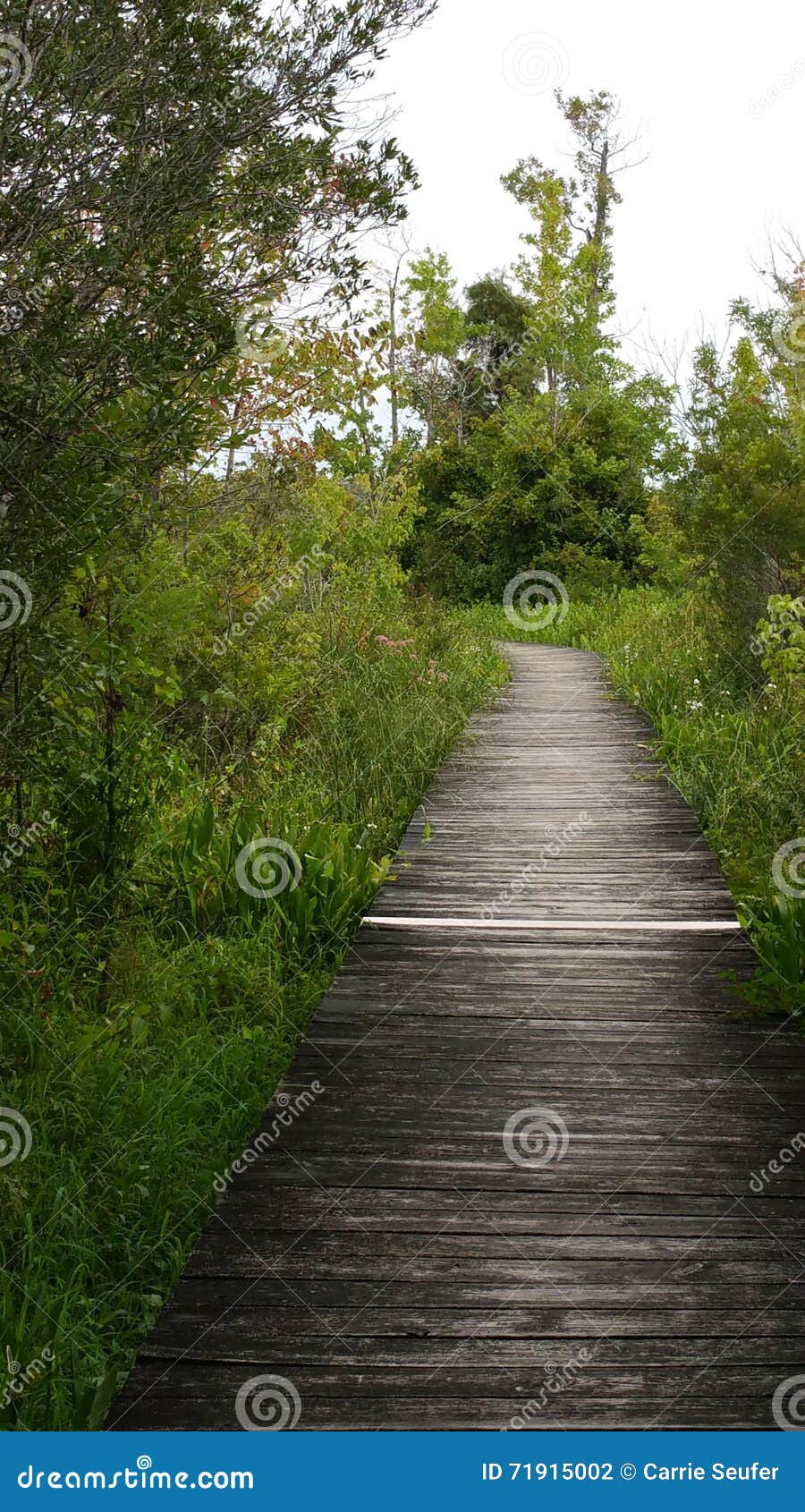 Walk through the marsh stock photo. Image of marsh, lines - 71915002