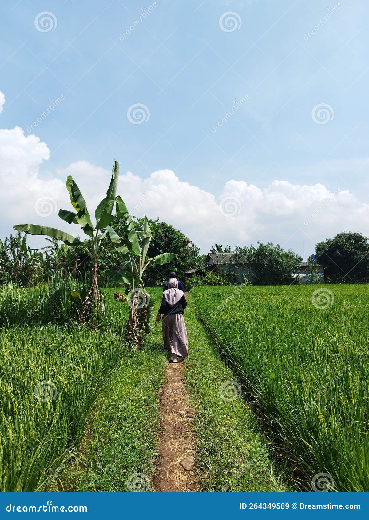 Walk in the Middle of the Fields Stock Image - Image of fields, tree ...