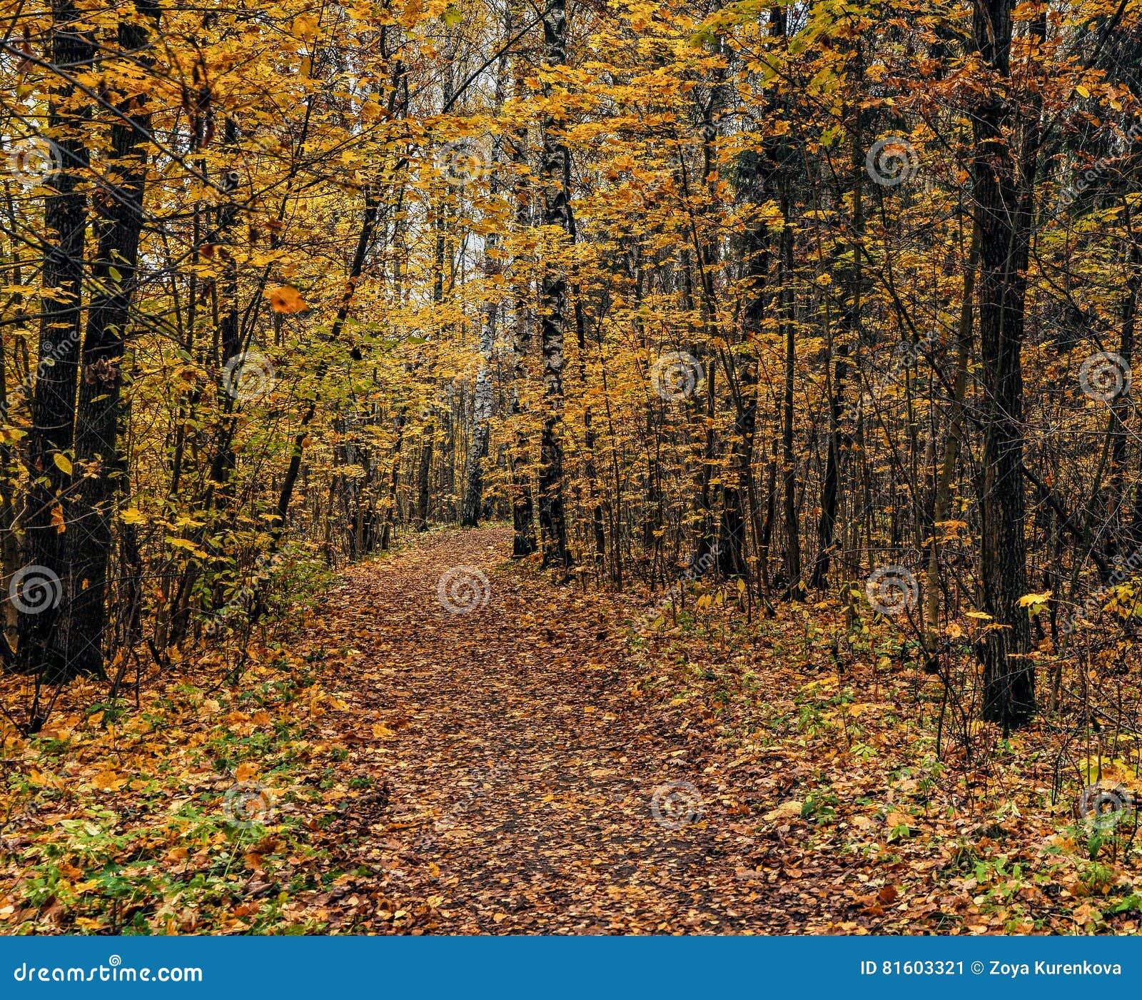 Walk in the old Park stock image. Image of mist, october - 81603321