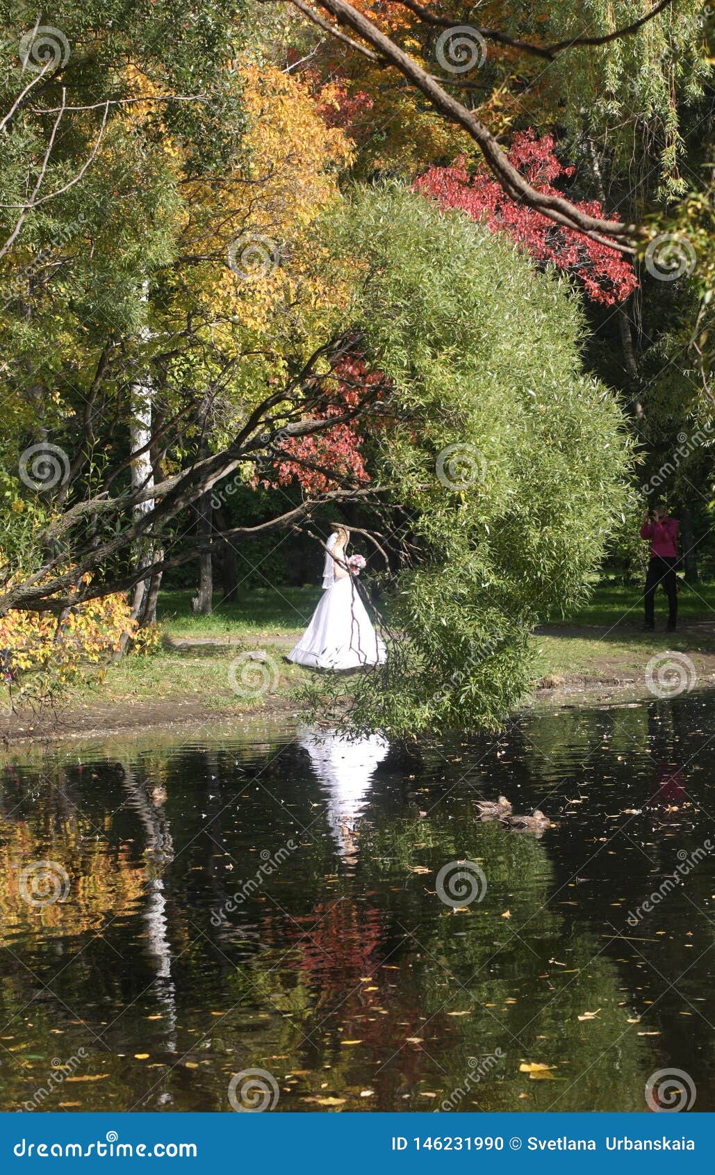 Walk in the Park in the Fall. Reflection in Water. Bride Stock Photo ...