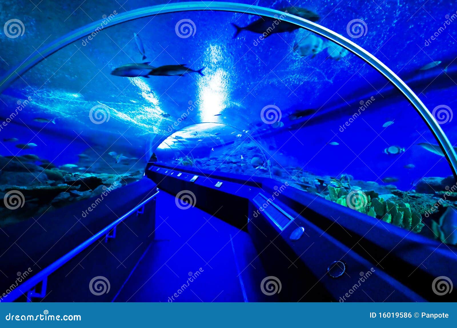 Walk Path in Aquarium Tunnel Stock Photo - Image of park, lifestyle ...