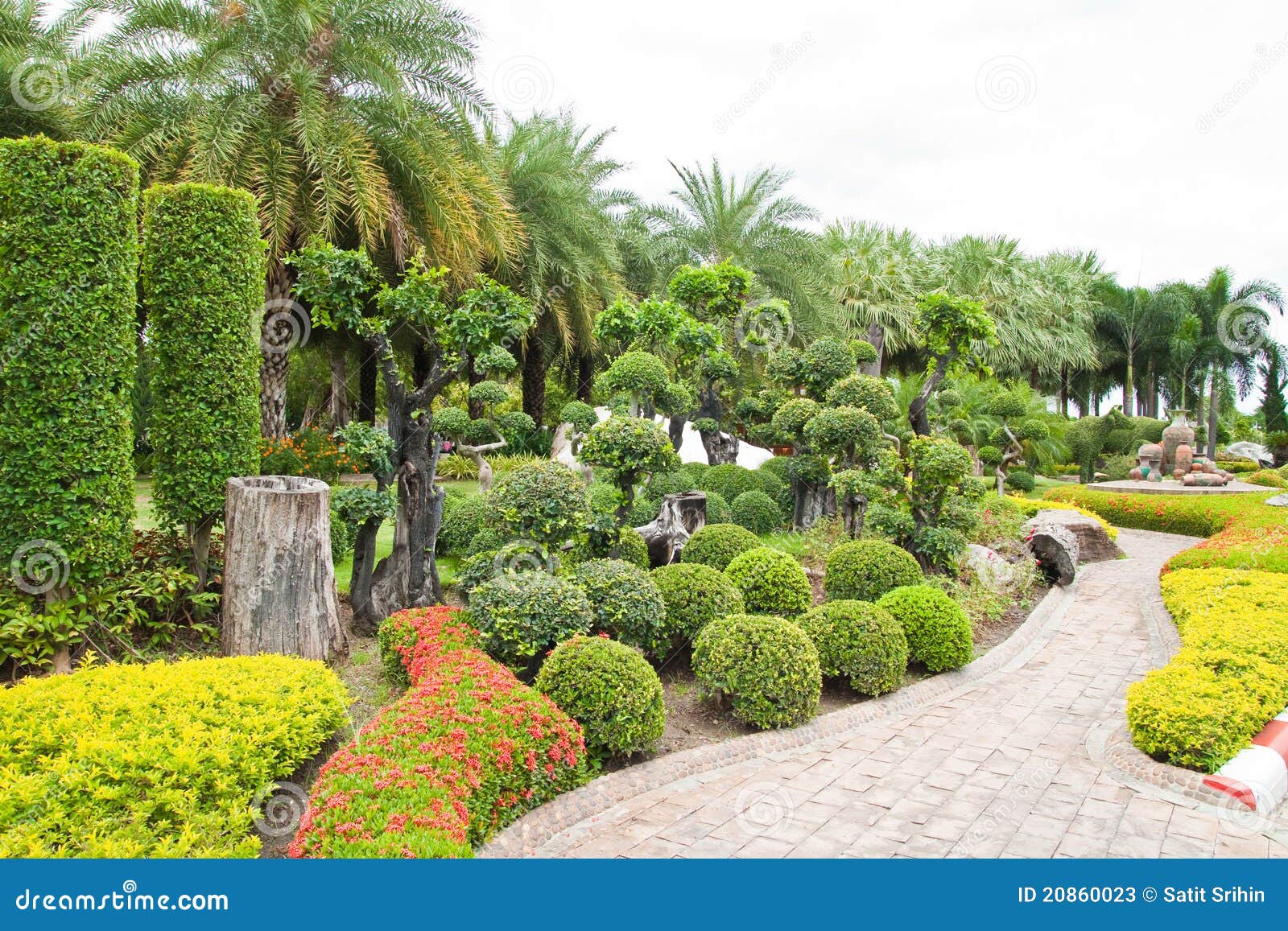 Dwarf Tree Isolated On White Background. Ebony Popular As A Ornamental ...