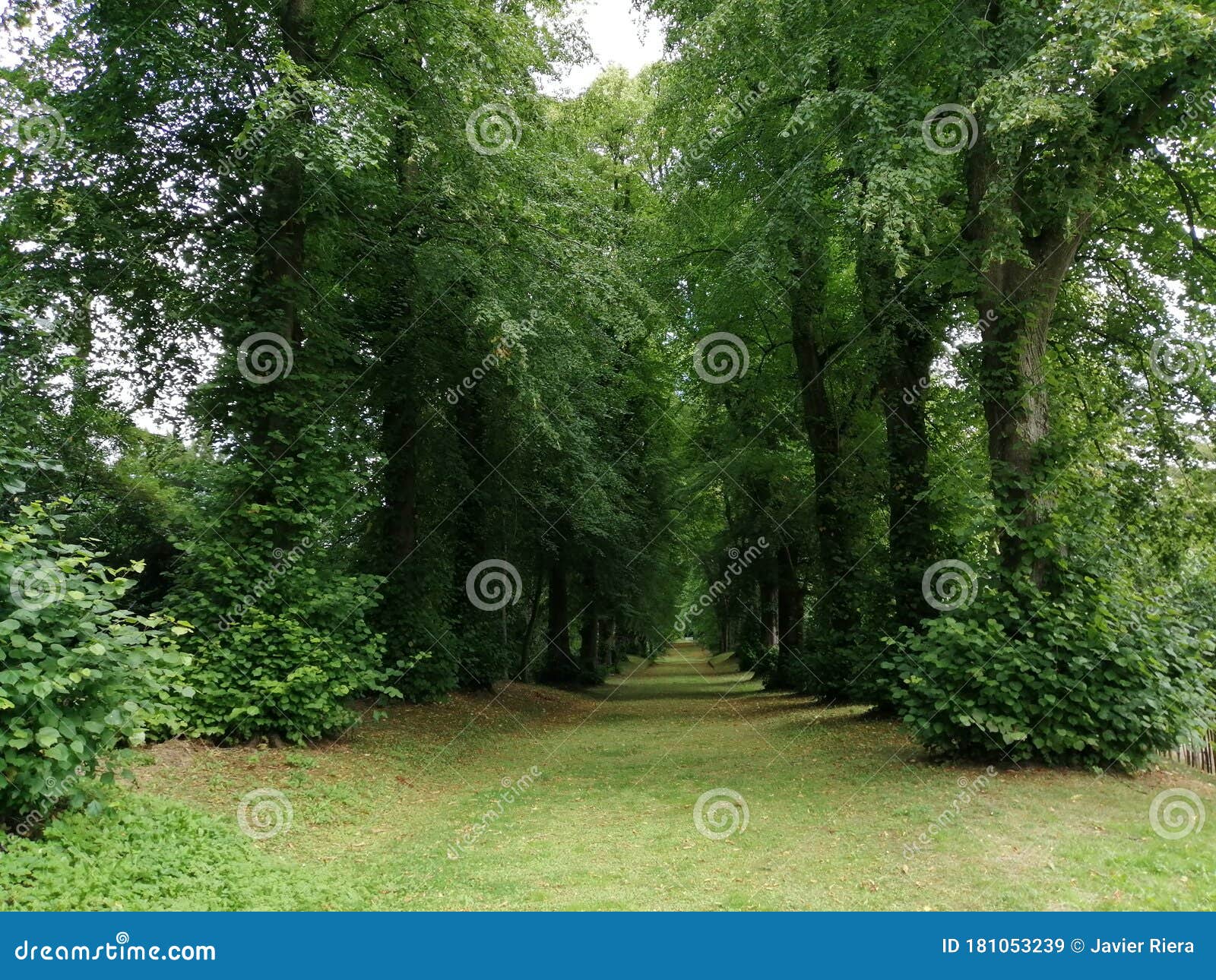 Walk in the Path Making by Trees Near Belfast Northern Ireland Stock ...