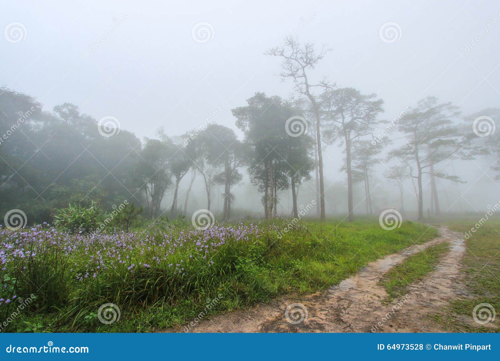 Walk Path in Morning Mist Forest Stock Photo - Image of rural, tree ...