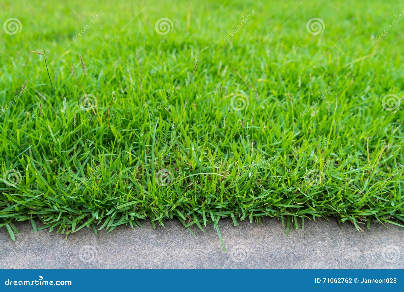 The Walk Path in the Park with Green Grass. Stock Photo - Image of path ...