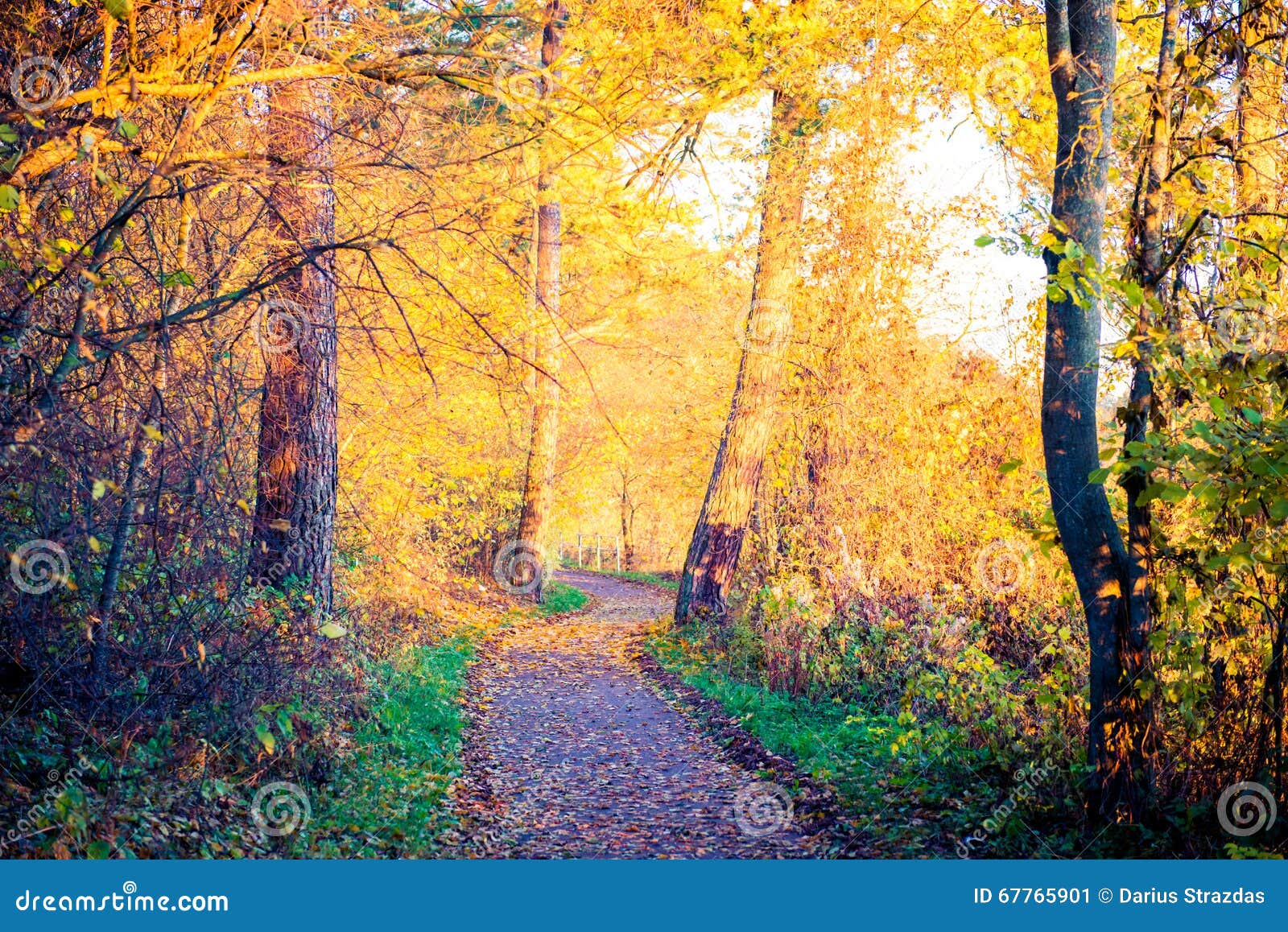 Walk Path at Sunrise Soft Light Stock Image - Image of autumn, tree ...