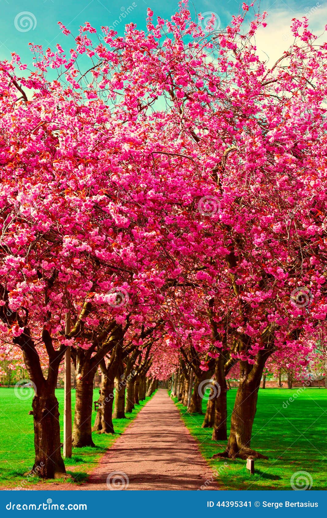 Walk Path Surrounded with Blossoming Plum Trees Stock Image - Image of ...