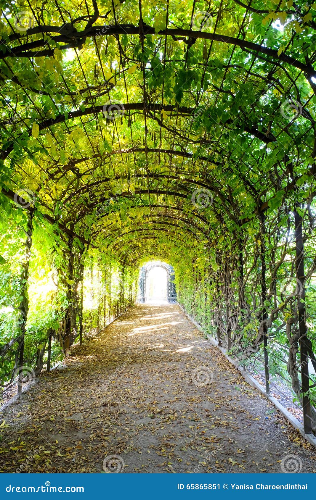 Walk Path Under Green Shady Trees Arch Stock Image - Image of ...