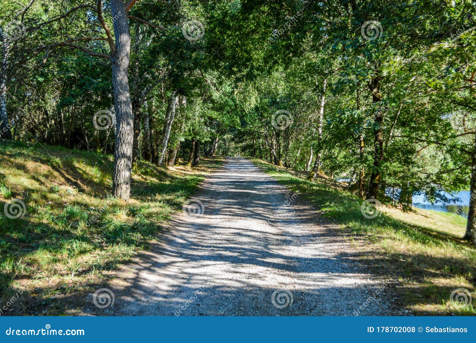 Walk Path Under the Trees in a Sunny Summer Day Stock Photo - Image of ...