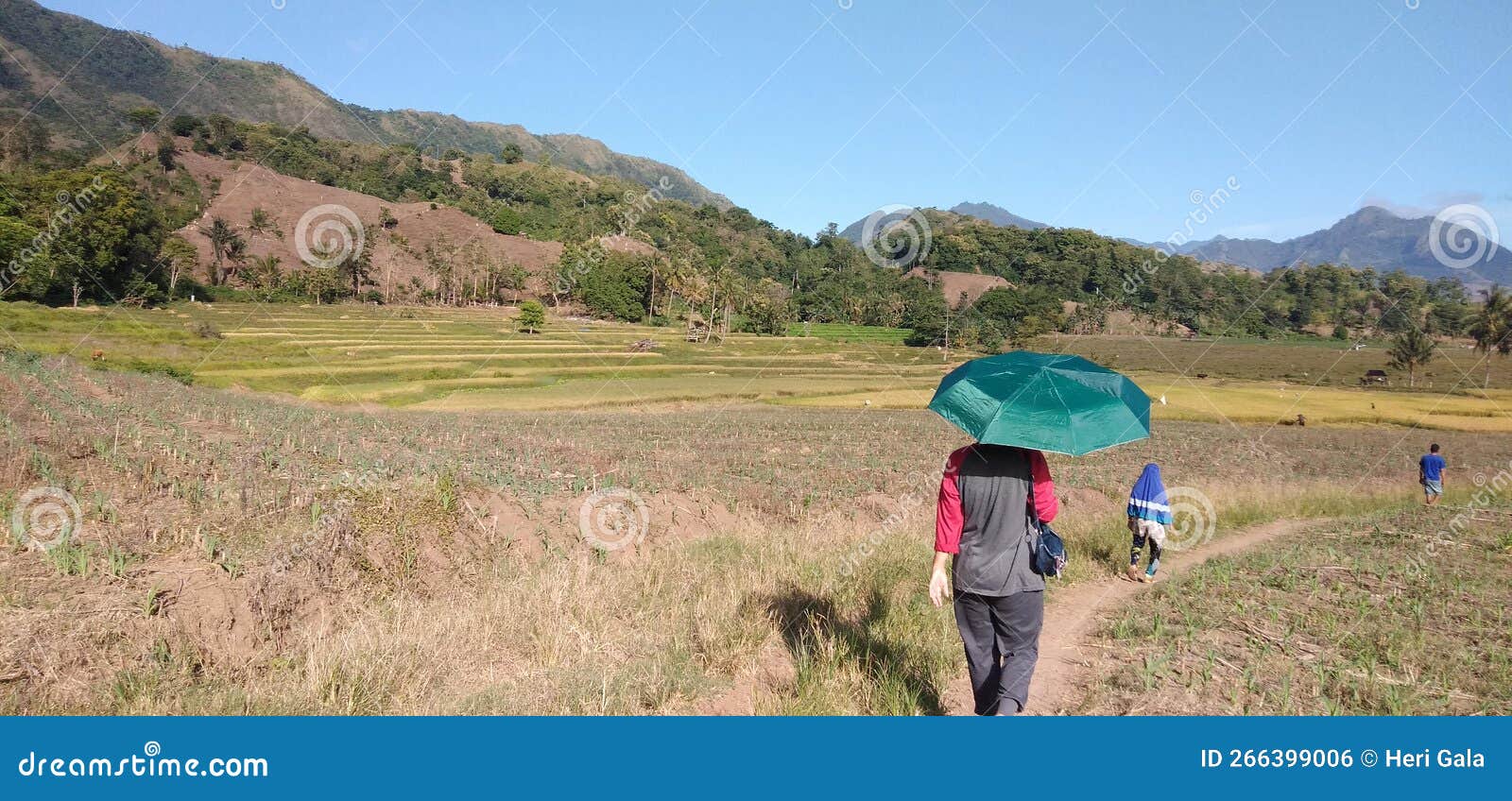 Walk through rice field stock photo. Image of grass - 266399006