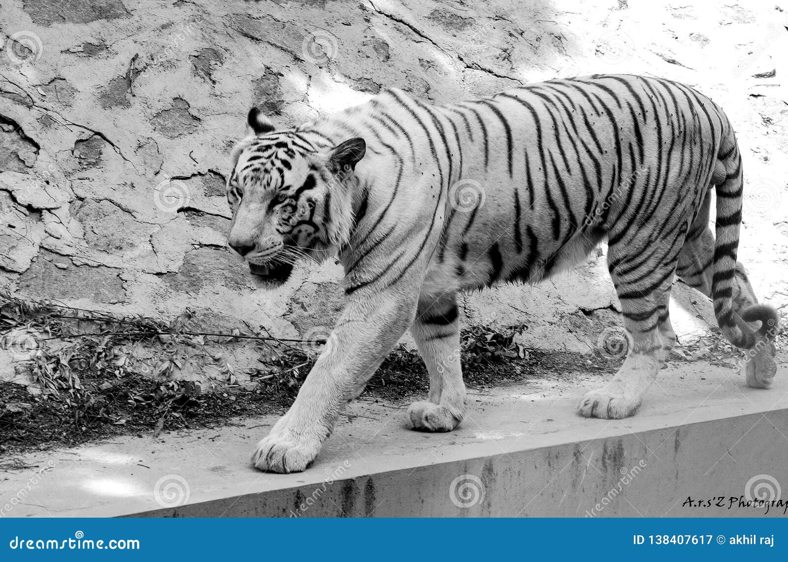 Walk of royal tiger stock image. Image of royal, wildlife - 138407617