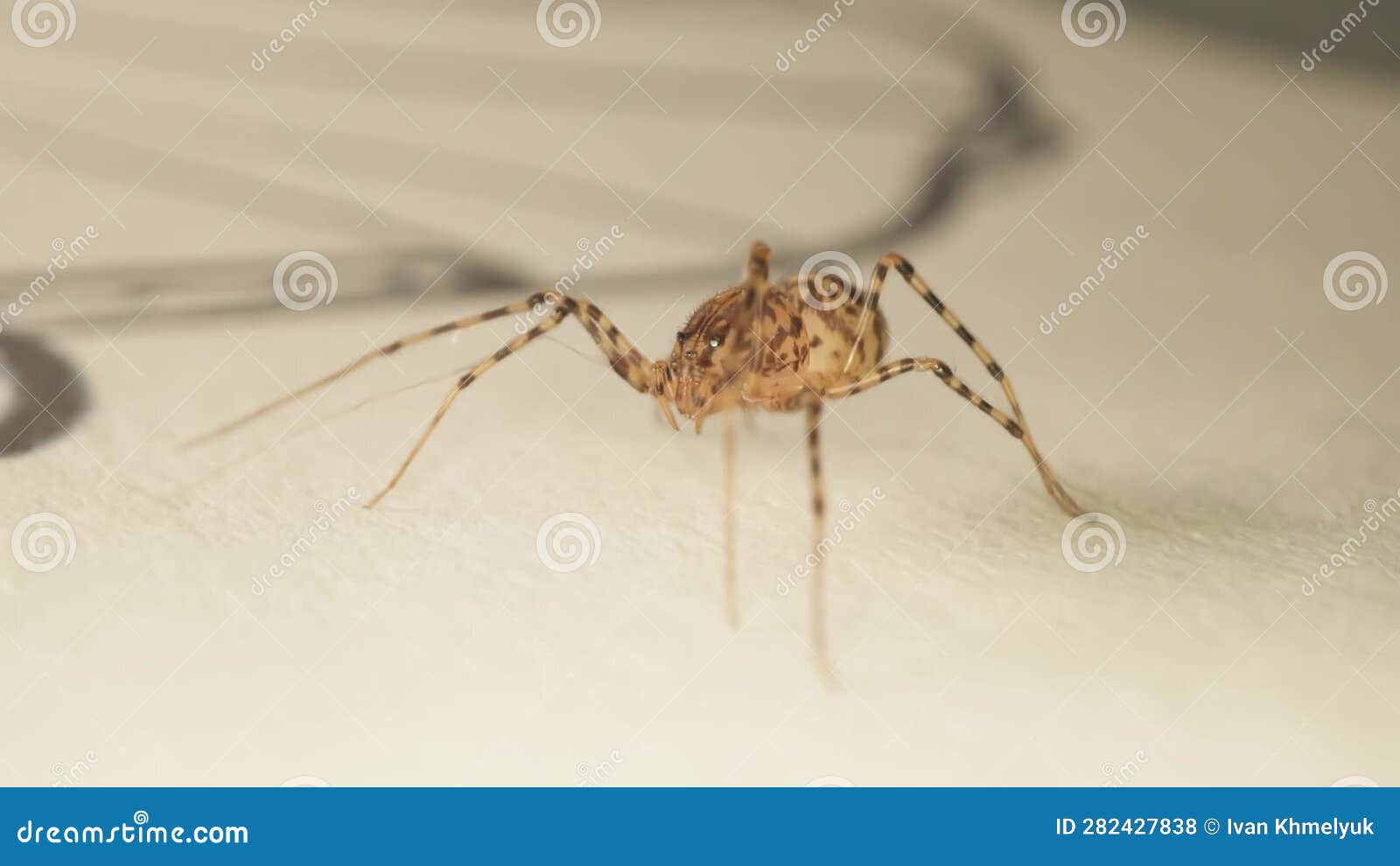 Walk of a scary spider stock footage. Video of animal - 282427838