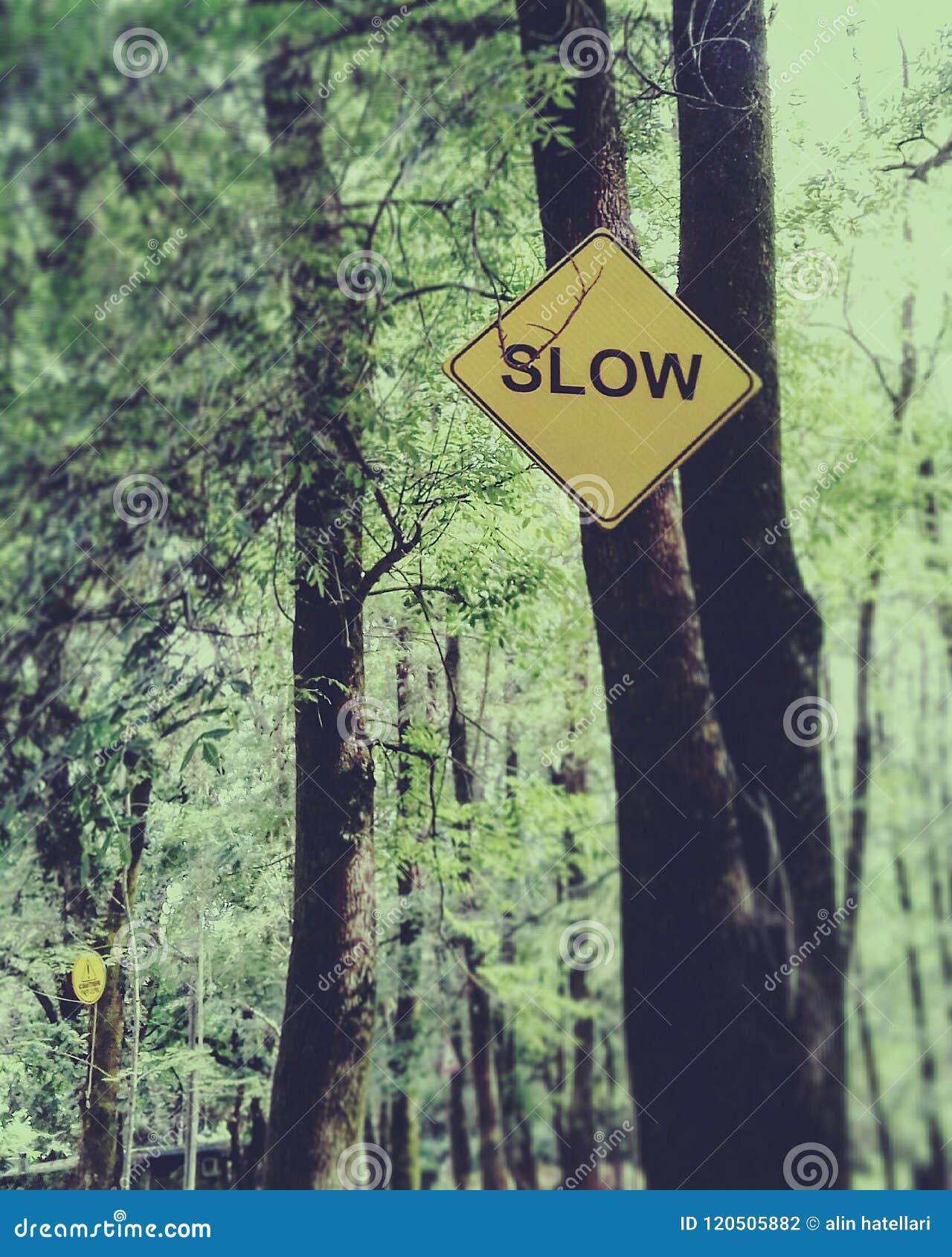 Walk slow stock photo. Image of slow, green, tree, forest - 120505882