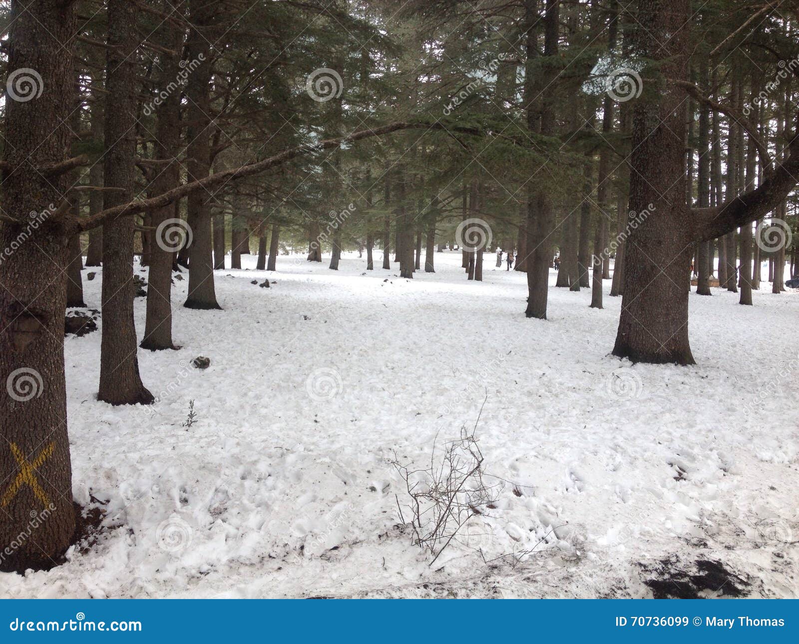 Walk in Snow at Ifrane Morocco Stock Image - Image of white, cold: 70736099
