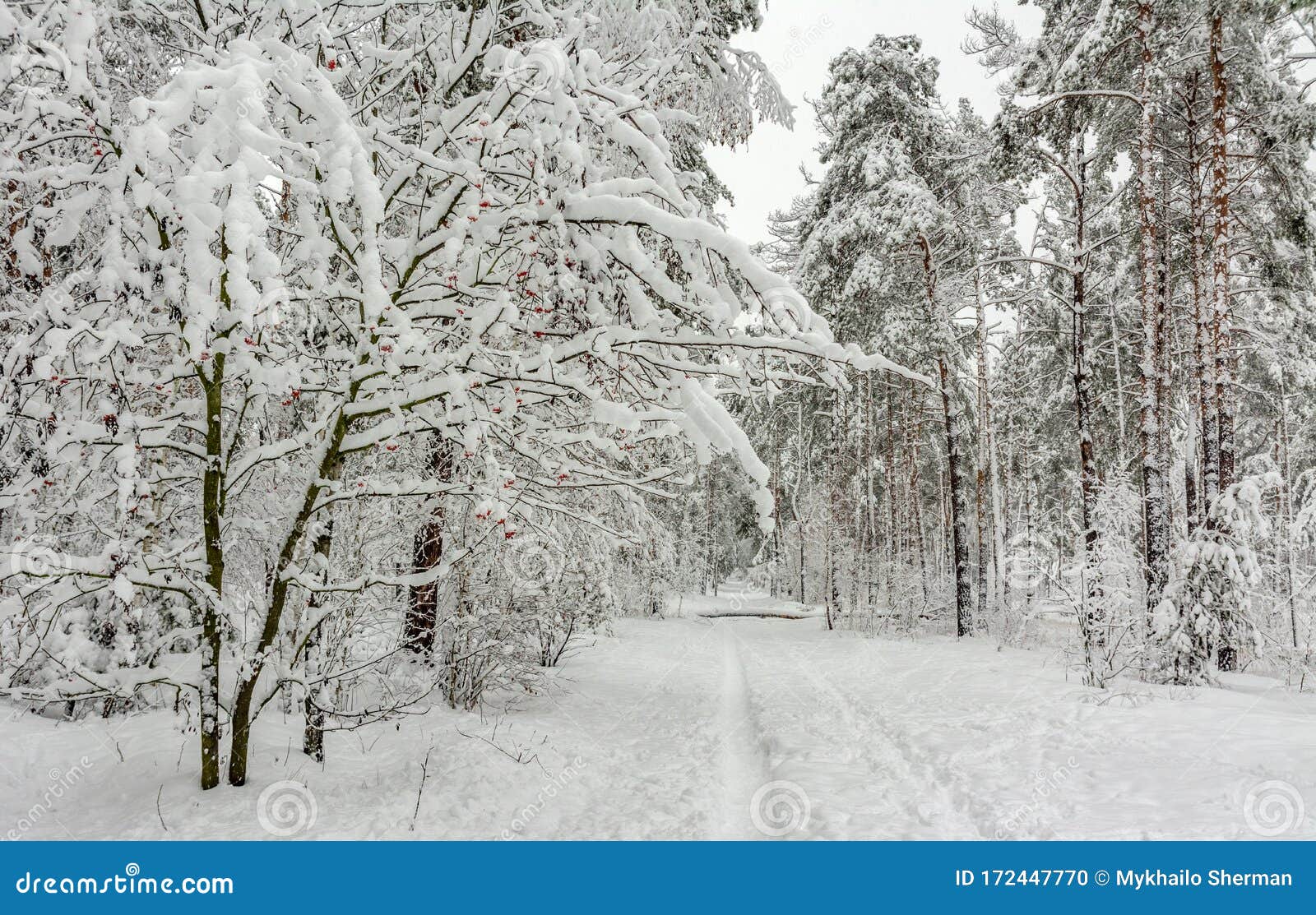 Walk in the Snowy Woods. Snow Stock Photo - Image of february, frosty ...