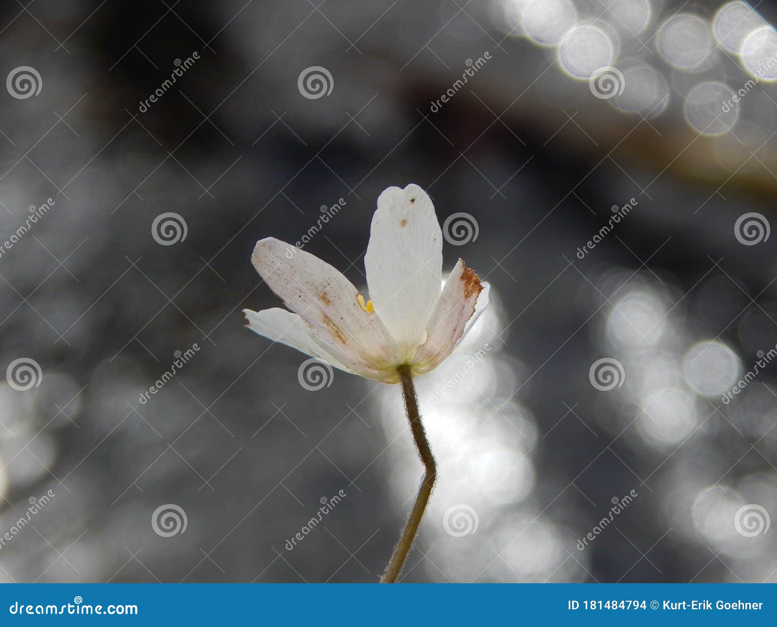 Walk in spring stock photo. Image of flower, plant, branch - 181484794