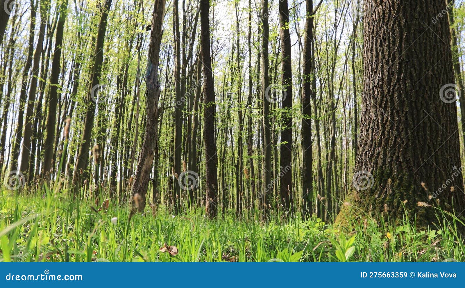A Walk in the Spring Forest Stock Image - Image of environment, forest ...