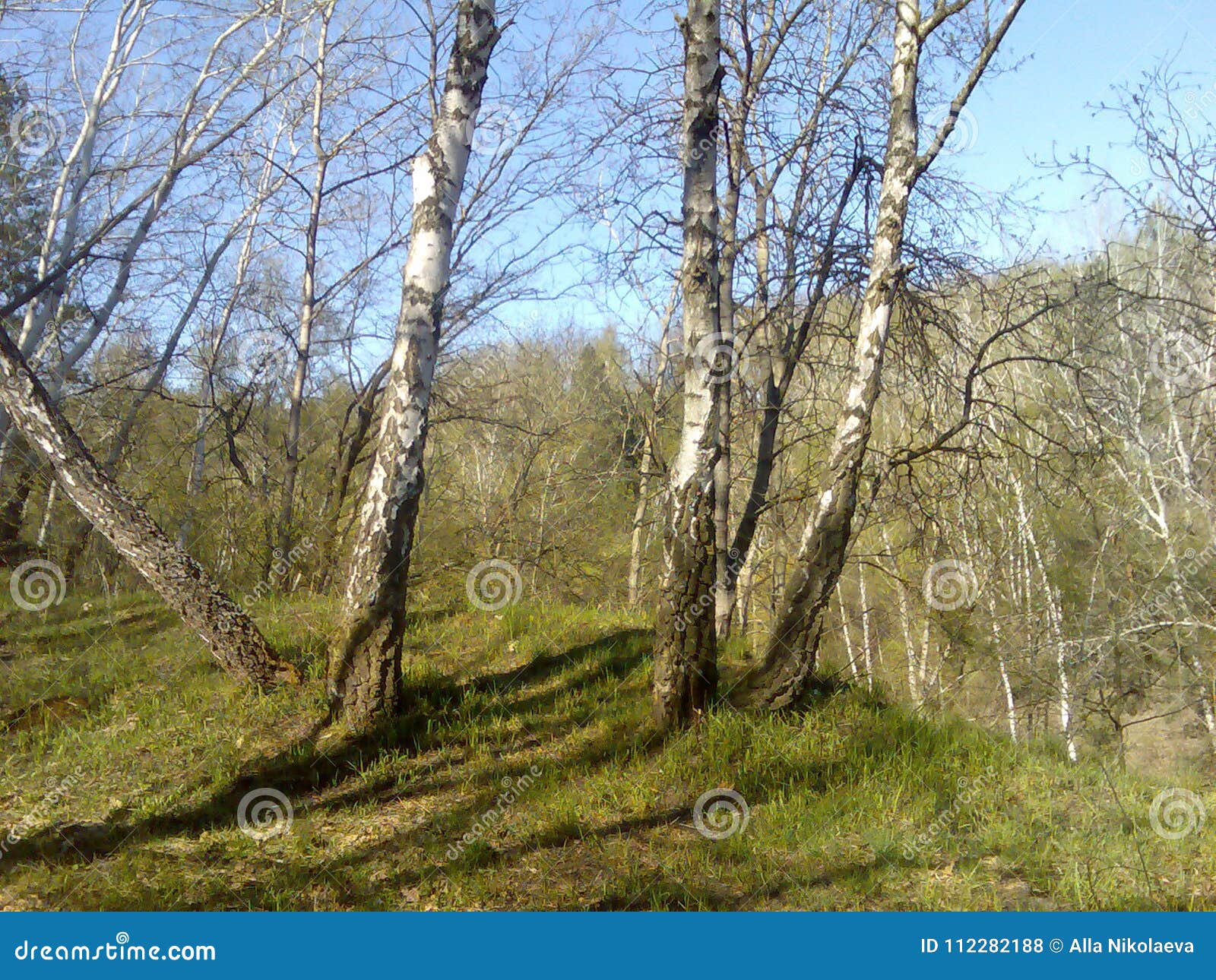 Walk through the Spring Forest Stock Photo - Image of backdropnn, green ...