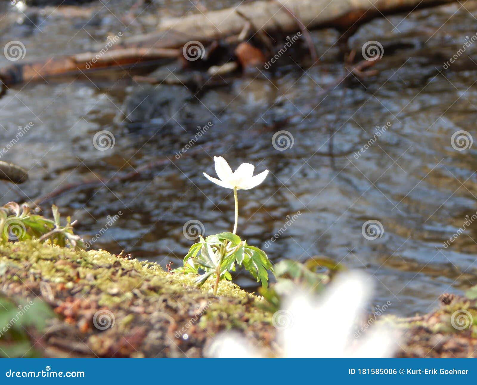 Walk in spring stock photo. Image of branch, nature - 181585006