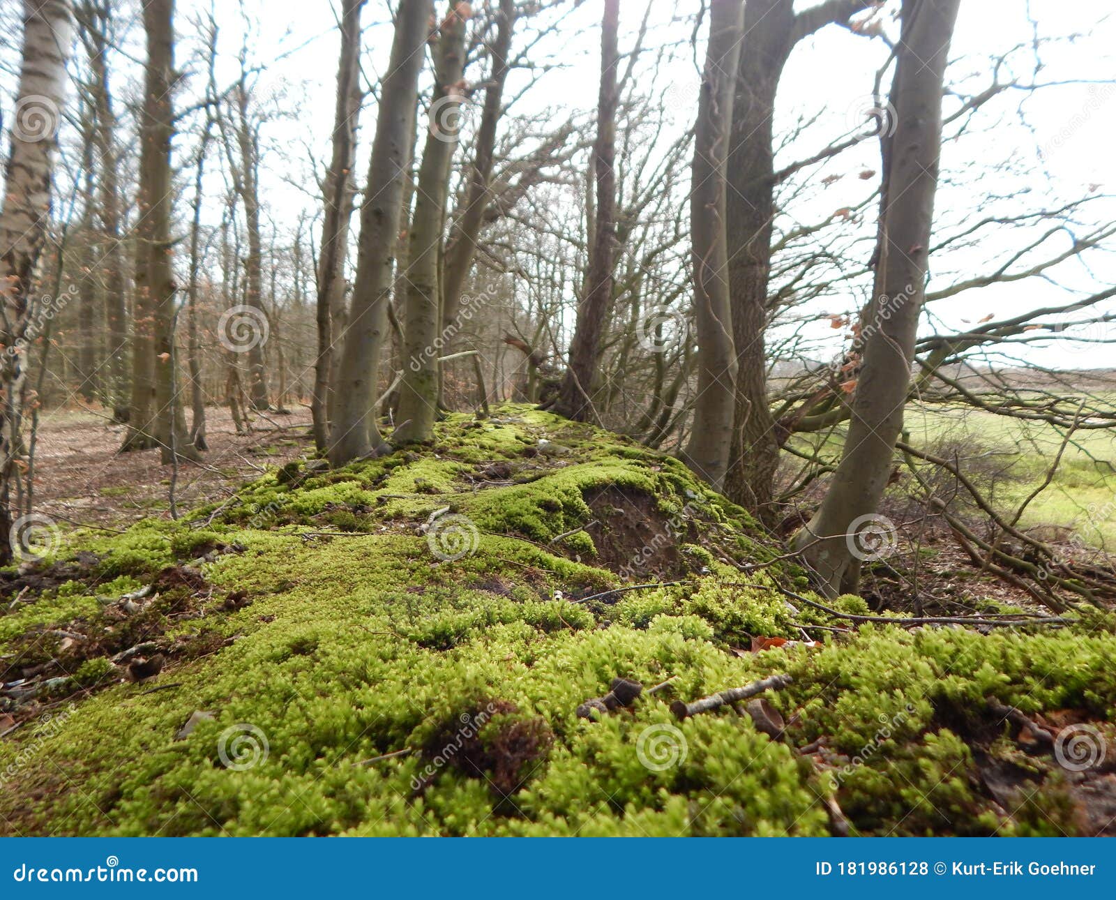 Walk in spring stock photo. Image of forest, leaf, tree - 181986128