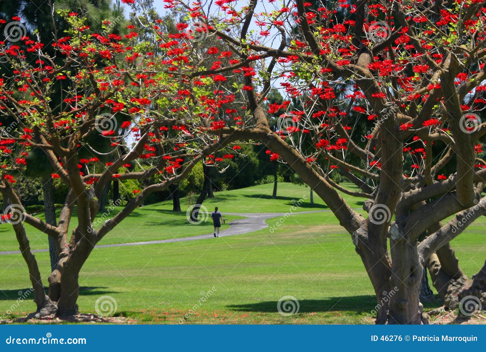 A Walk in Springtime stock photo. Image of path, springtime - 46276