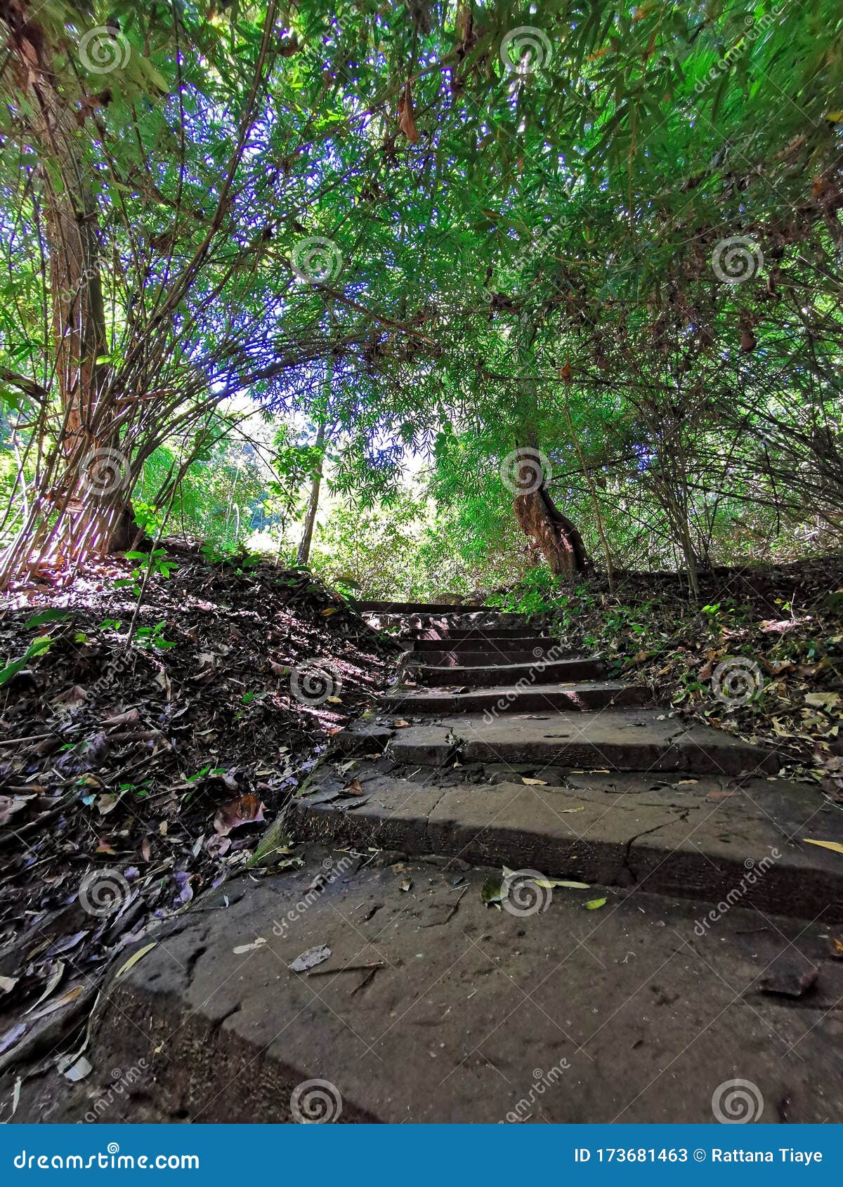 Walk on the Stairs into Jungle Stock Image - Image of rock, jungle ...