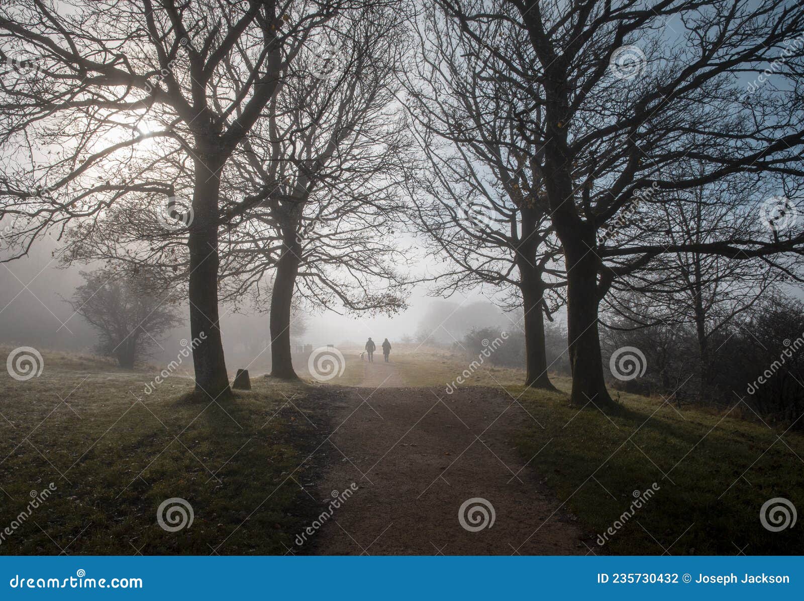 A walk though the mist stock photo. Image of beams, ecology - 235730432