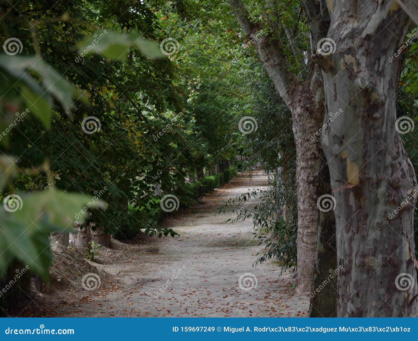Walk through Trees in the Afternoon Stock Image - Image of plant, path ...