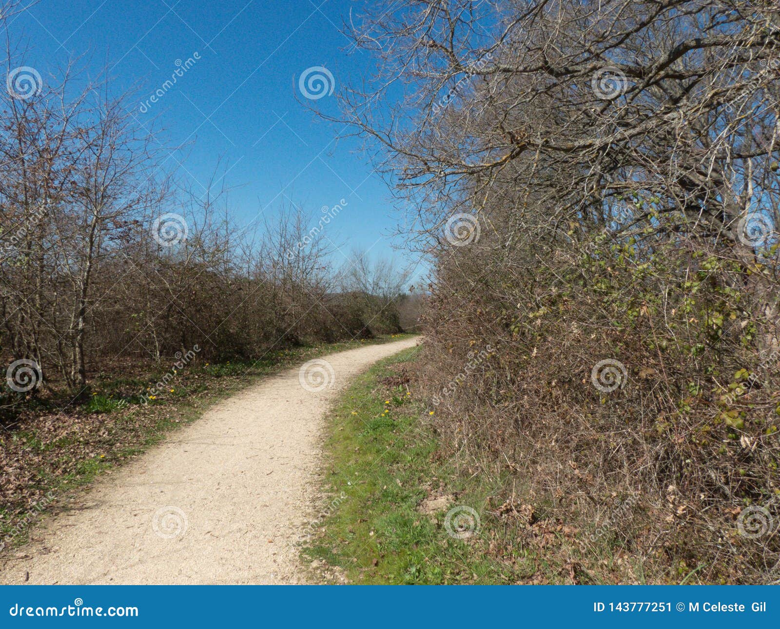 WALK among the TREES of the FOREST Stock Image - Image of nature, tree ...