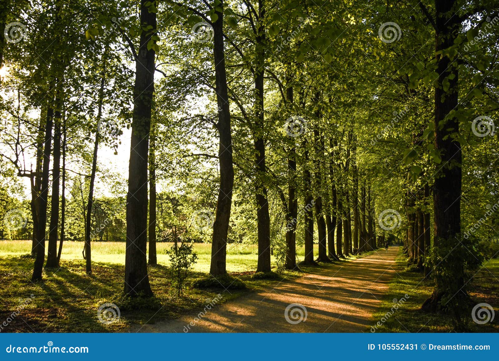 Walk among the trees stock image. Image of villa, park - 105552431