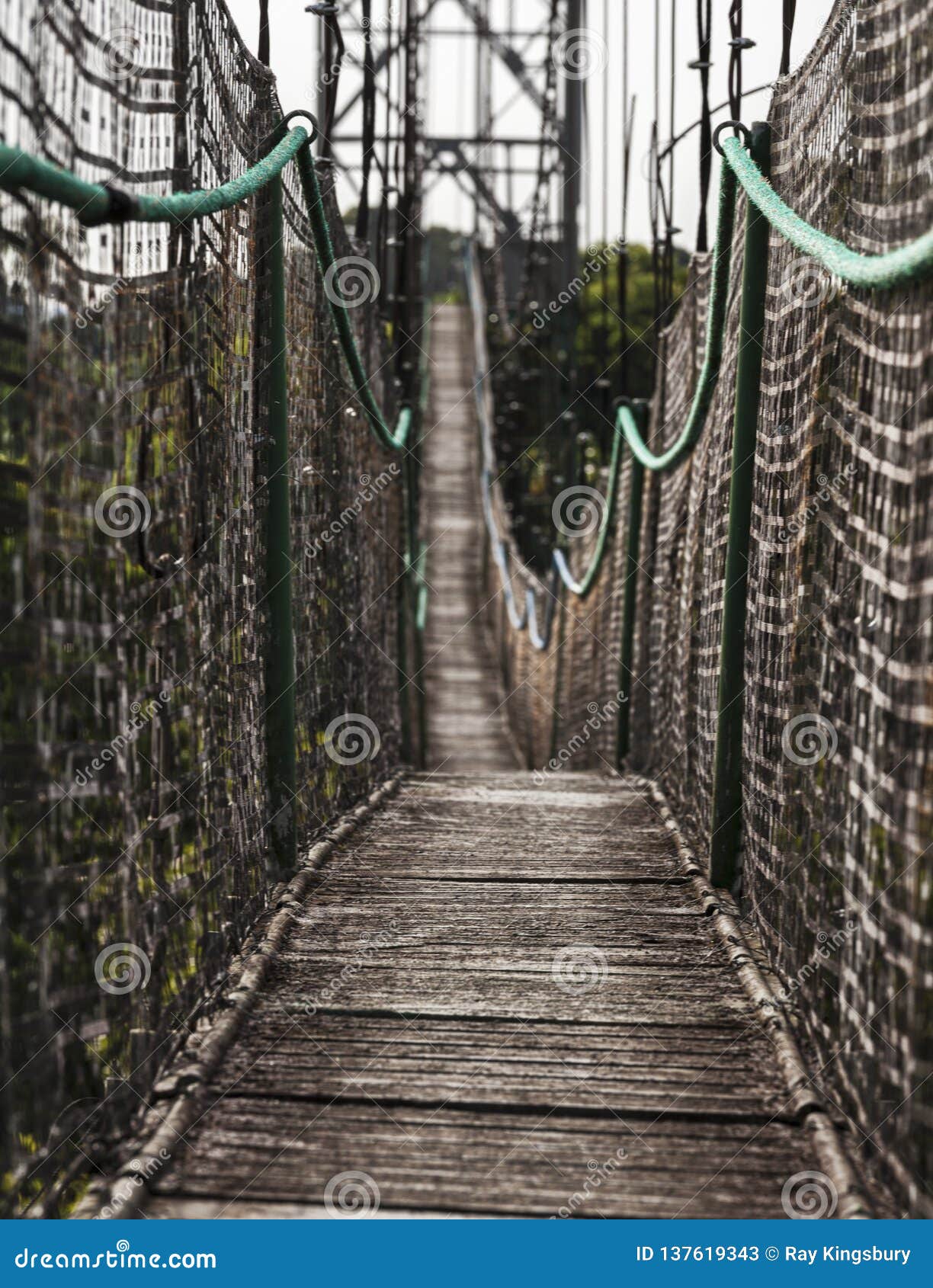 Walk on the Treetops, Amazon Rainforest Stock Image - Image of spans ...