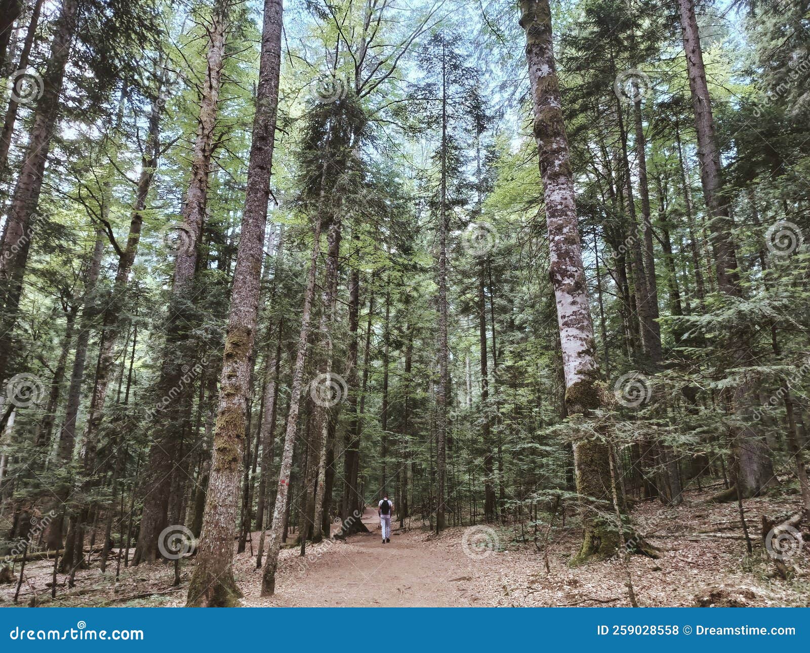 A Walk Trought a Deep Forest Stock Photo - Image of plant, grove: 259028558