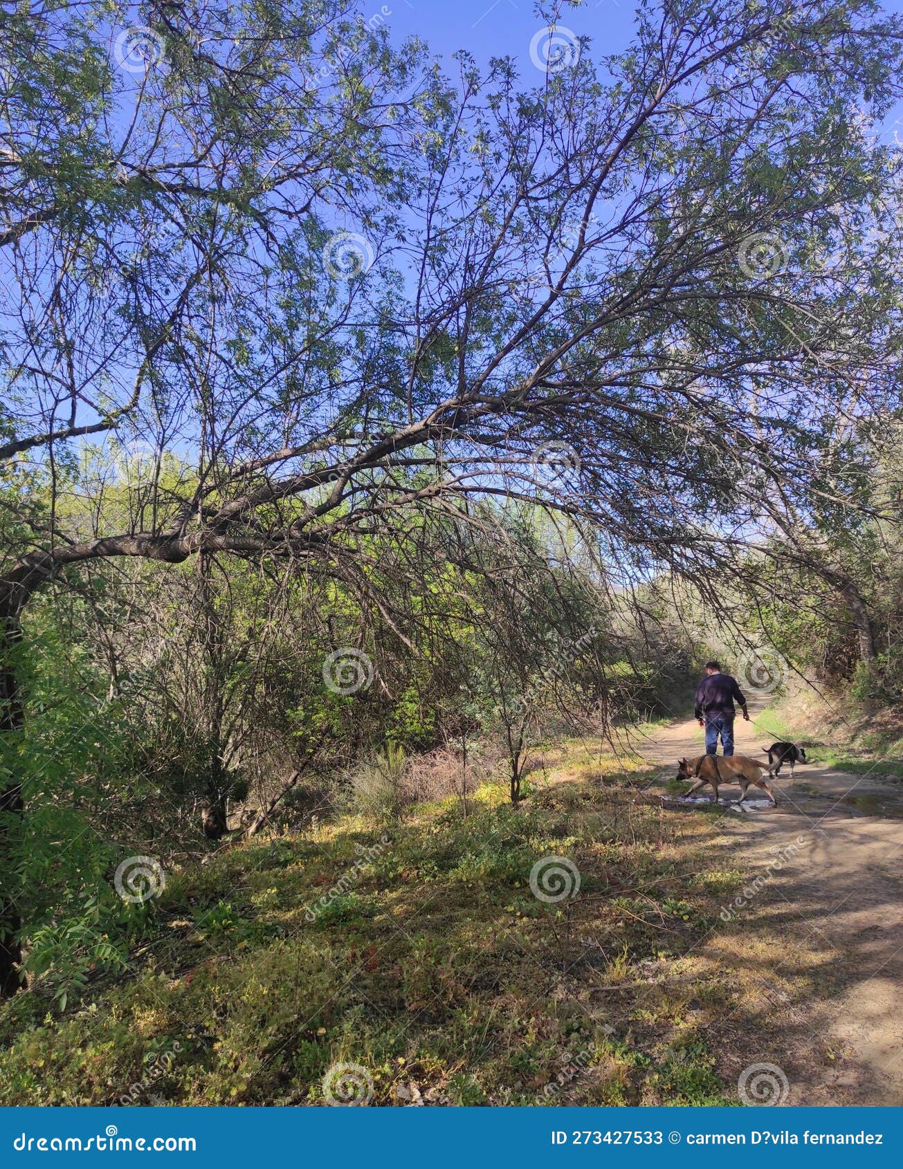Walk Under The Foliage Of Maples Momiji Gari Japan Stock Photography ...