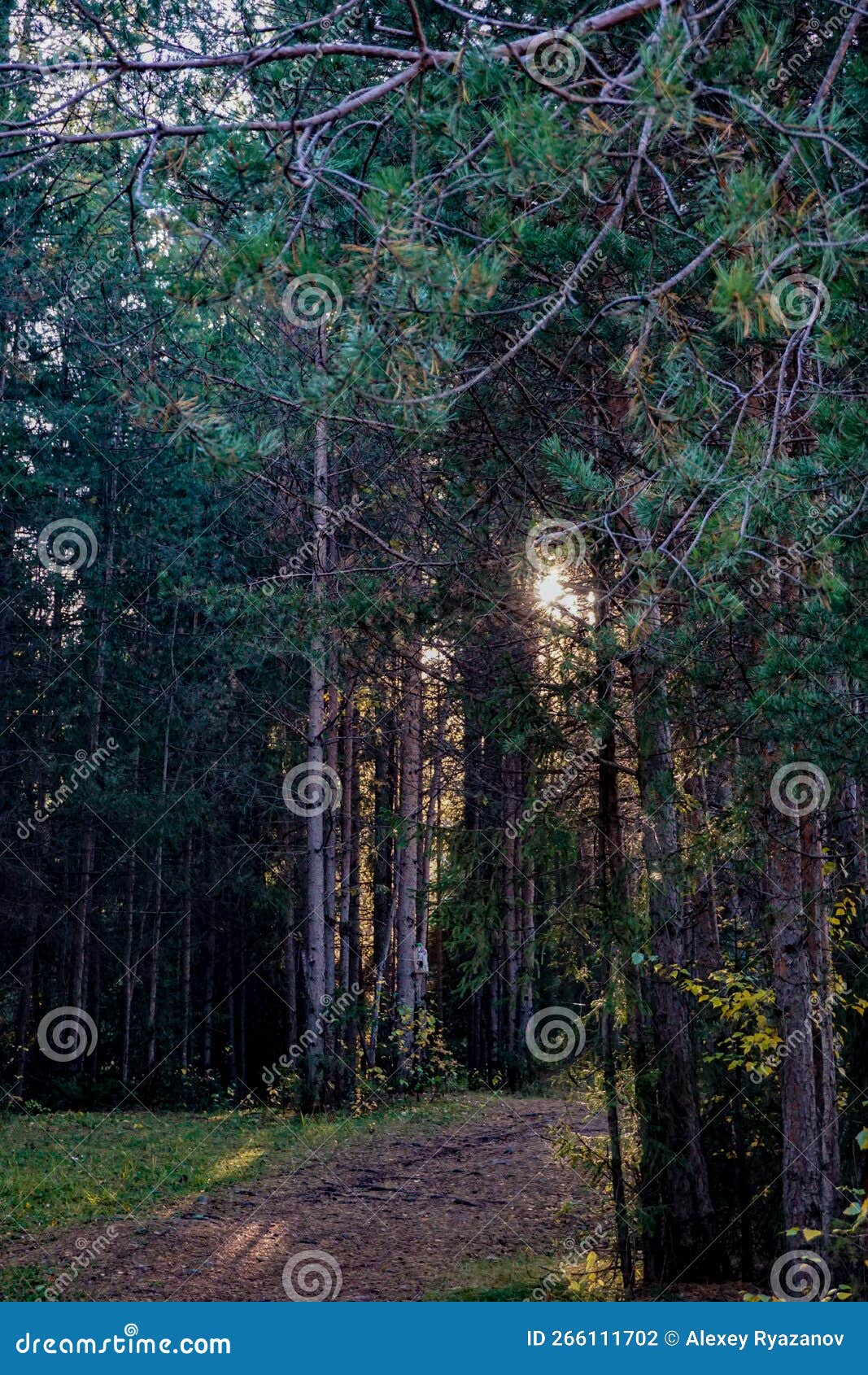 Walk through the Ural Forest. the Rays of the Sun Break through the ...