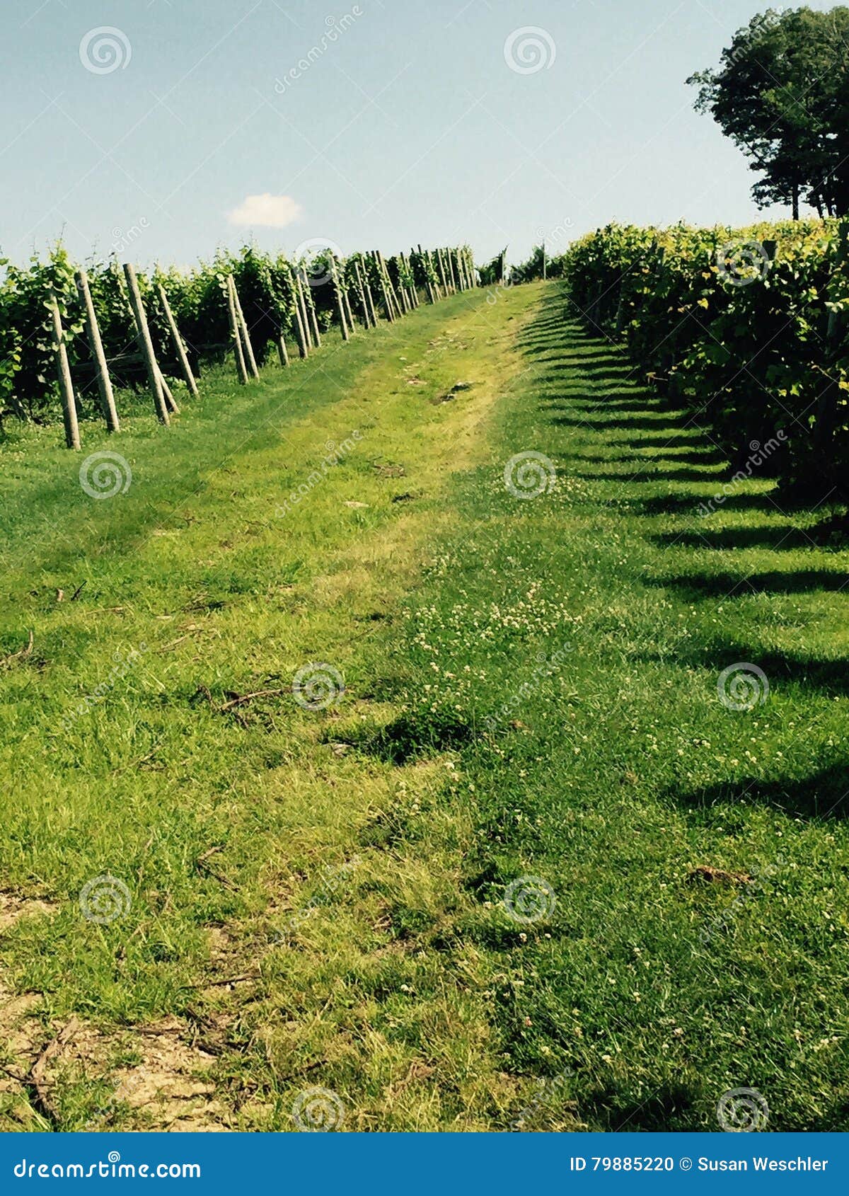 Walk through the Vineyard stock photo. Image of rows - 79885220