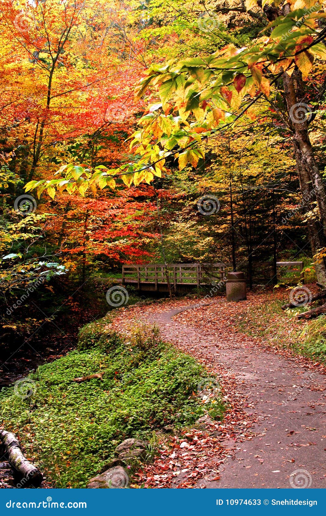 Walk Way through Colorful Trees Stock Image - Image of sunlight, lane ...