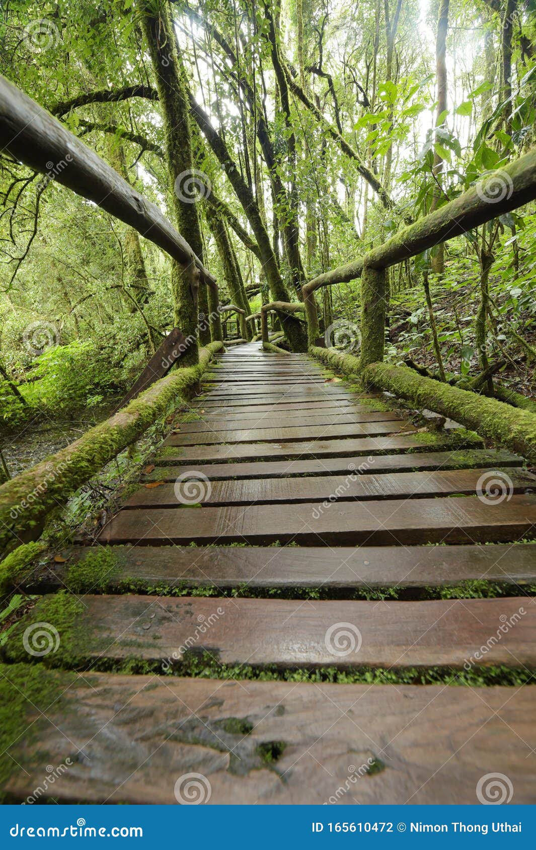 The walk way stock photo. Image of tree, nature, natural - 165610472