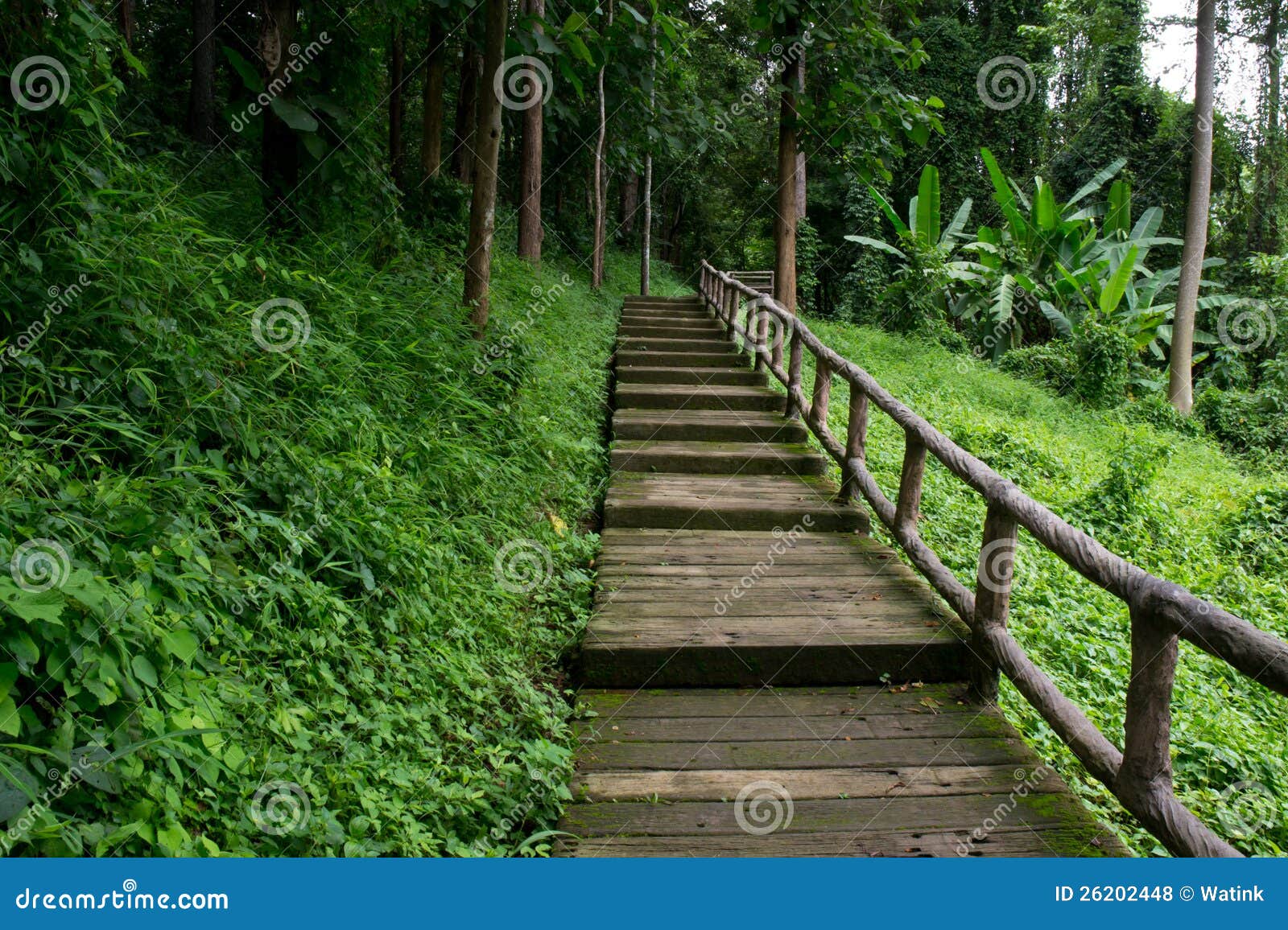 Walk way in the forest stock photo. Image of outdoor - 26202448